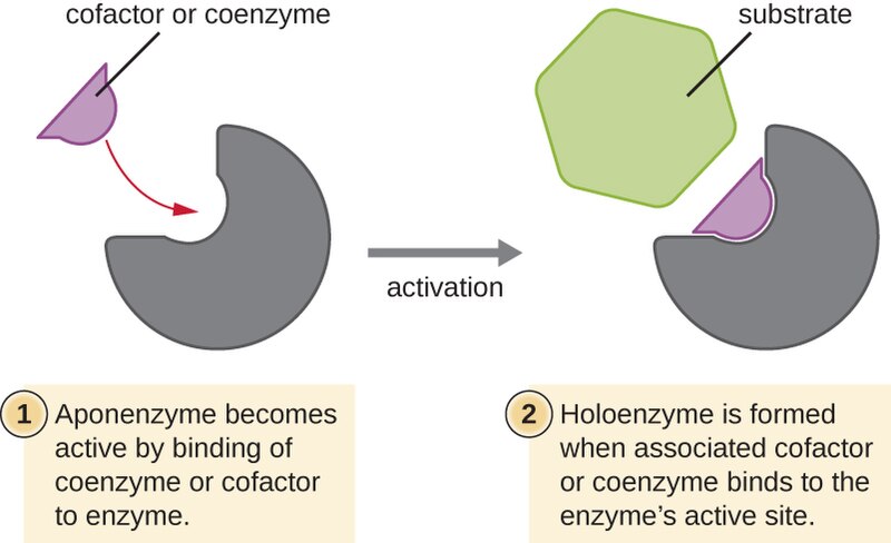 Difference Between Apoenzyme and Coenzyme - Pediaa.Com