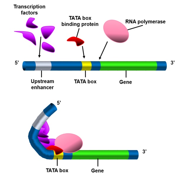 What is the Difference Between TATA Box and Pribnow Box - Pediaa.Com