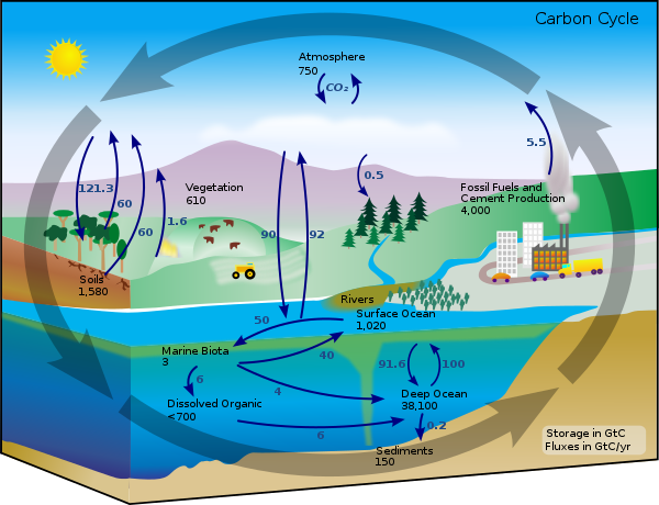What is the Difference Between Inorganic and Organic Carbon - Pediaa.Com