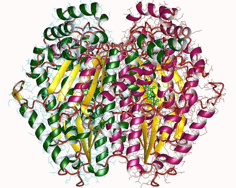 What is the Difference Between Isomerase and Mutase - Pediaa.Com