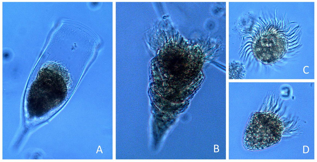 What is the Difference Between Microorganisms and Macroorganisms ...