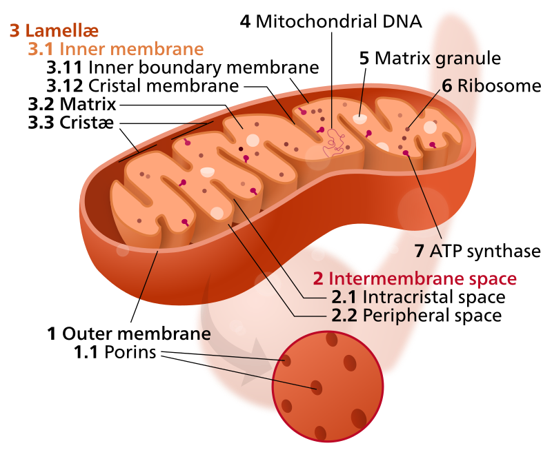 What is the Difference Between Nucleus and Mitochondria - Pediaa.Com