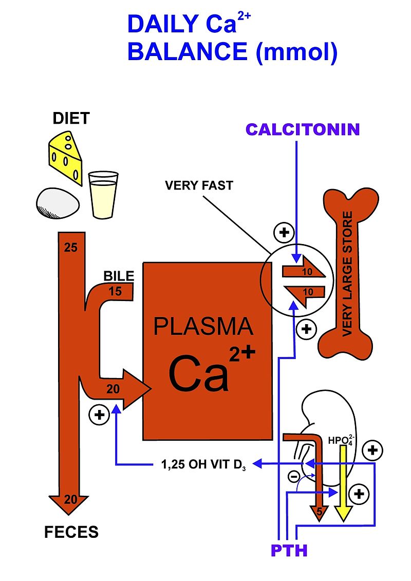 What is the Difference Between Calcium and Corrected Calcium - Pediaa.Com