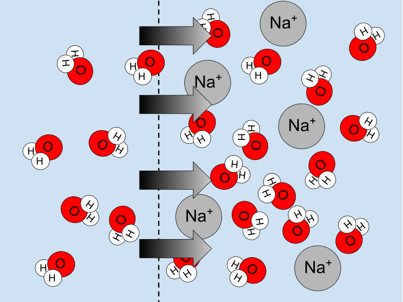 What is the Difference Between Water Potential and Solute Potential ...
