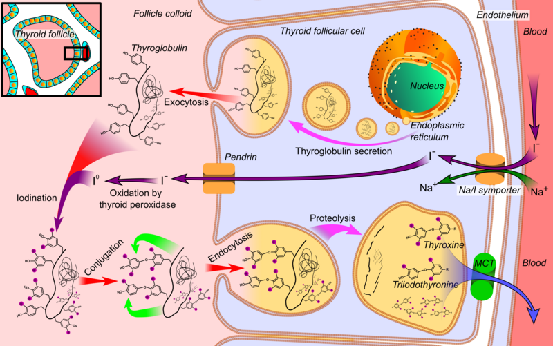 What is the Difference Between T3 and Reverse T3 - Pediaa.Com