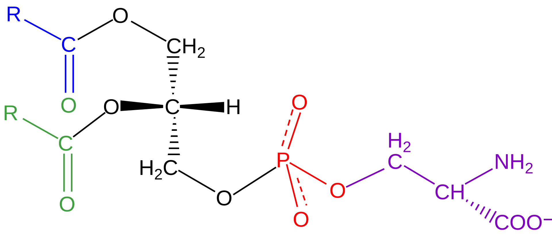 What is the Difference Between l-Serine and Phosphatidylserine - Pediaa.Com