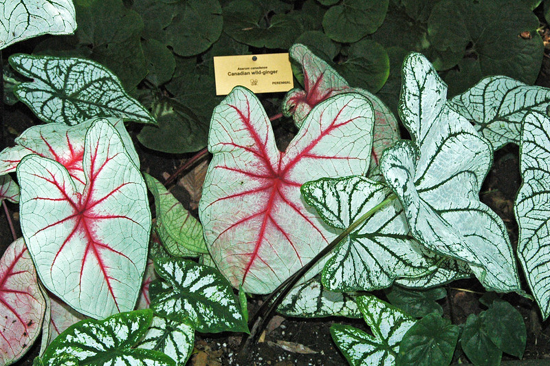 What is the Difference Between Caladium and Syngonium - Pediaa.Com
