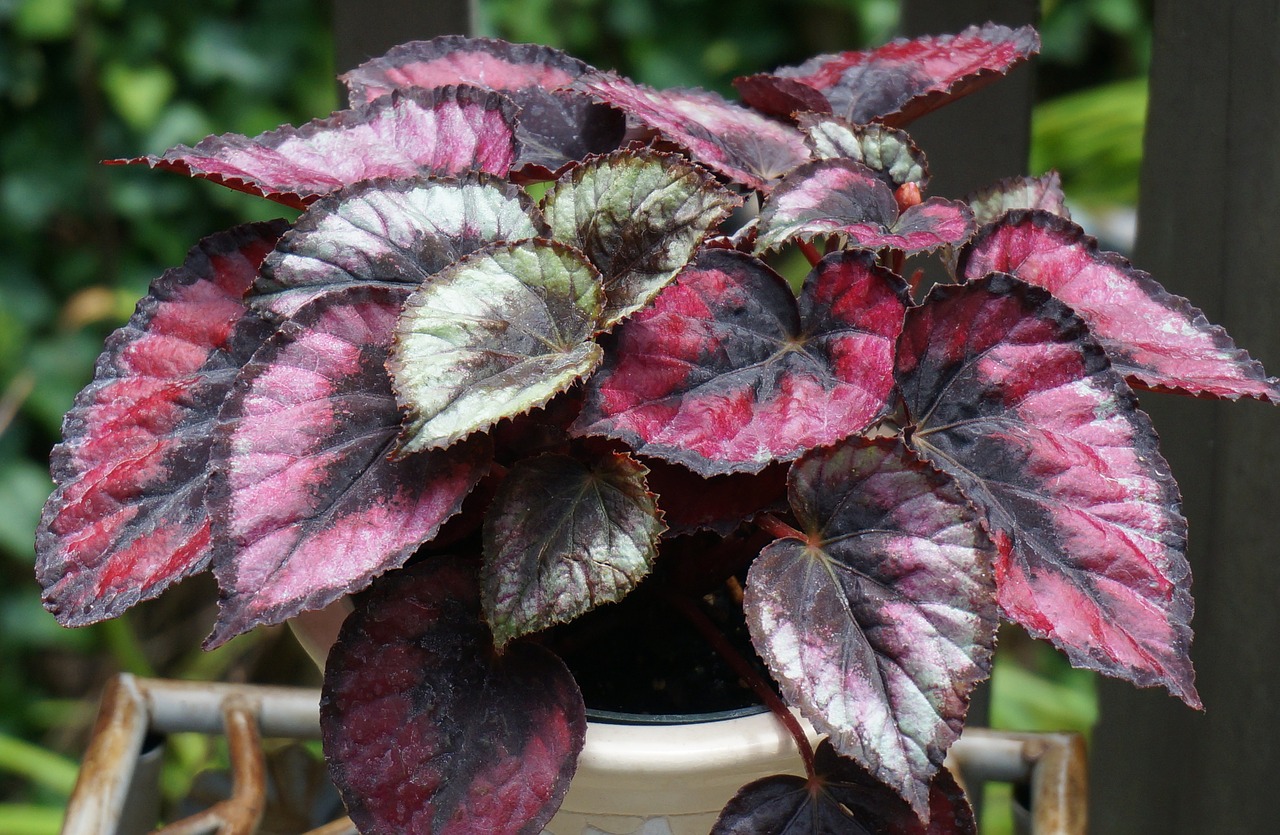 What is the Difference Between Begonia and Coleus - Pediaa.Com