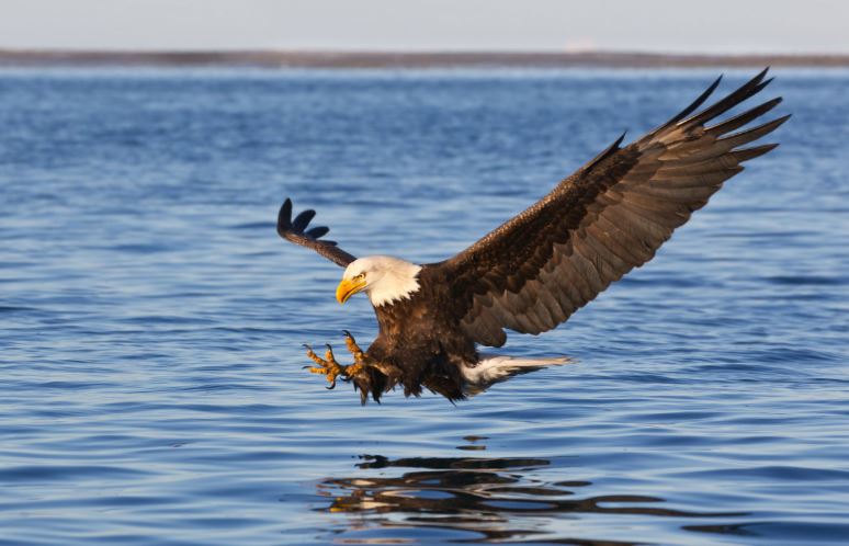 What is the Difference Between Eagle and Falcon - Pediaa.Com