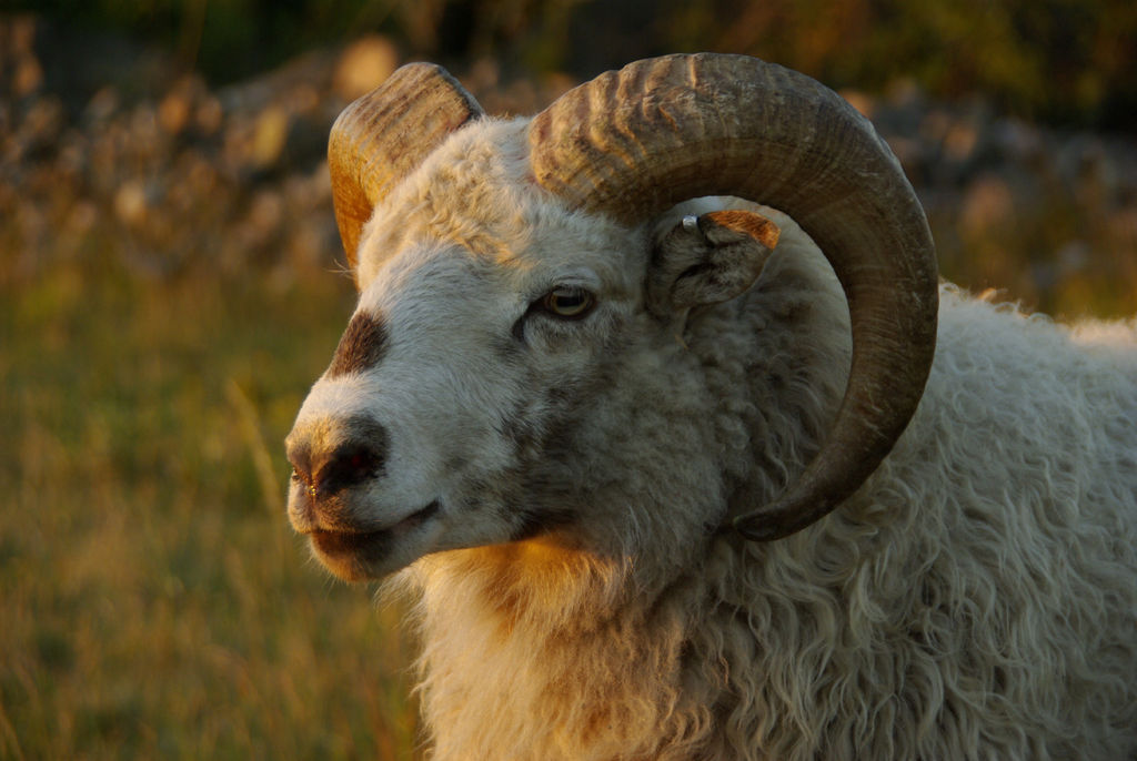 What is the Difference Between Ewe and Ram - Pediaa.Com