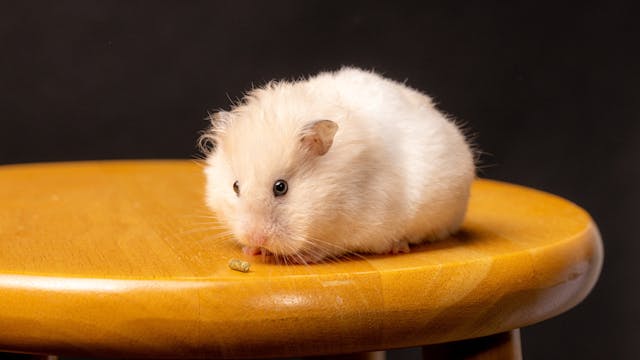 What is the Difference Between Mice and Hamsters - Pediaa.Com