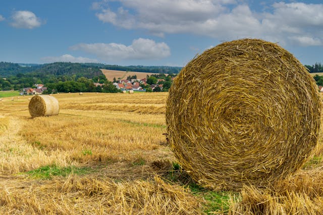 What is the Difference Between Hay and Straw - Pediaa.Com